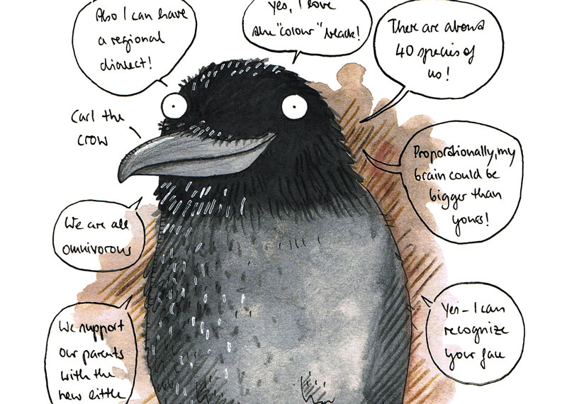 Wissenswertes über Krähen - jokosthoughts